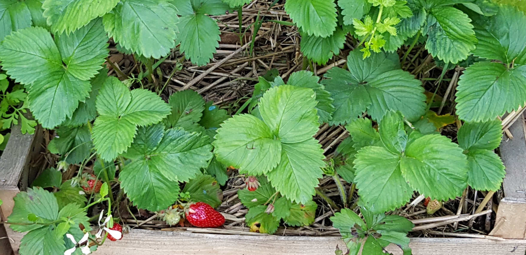La fraise, le fruit du mois... - La Terre est Zen